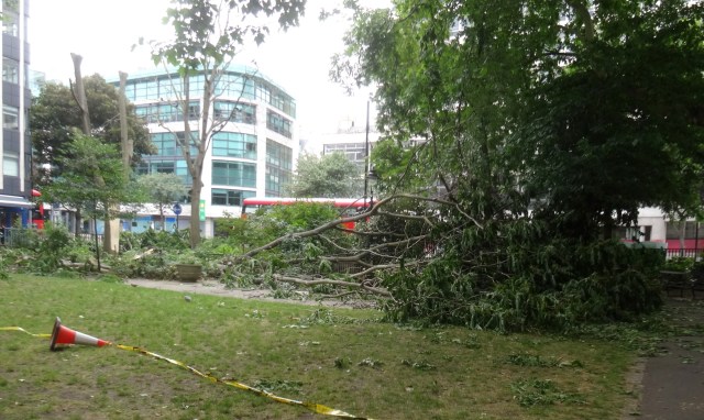 Tree fall in Red Lion Square | Bloomsbury Squares & Gardens