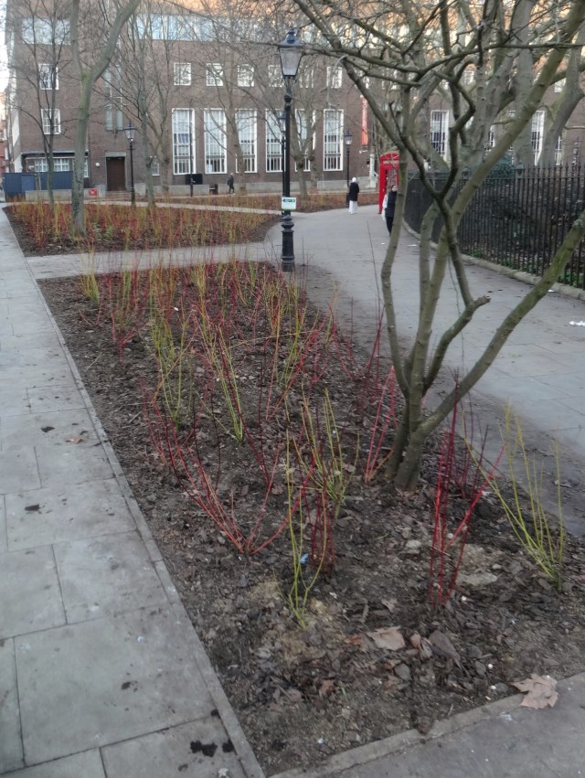 New trees and shrubs in the Bloomsbury Squares | Bloomsbury Squares ...
